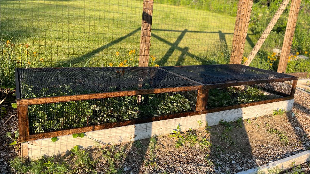 Maximize Your Yield with DIY Netting for Strawberry Bed • HouseCalls